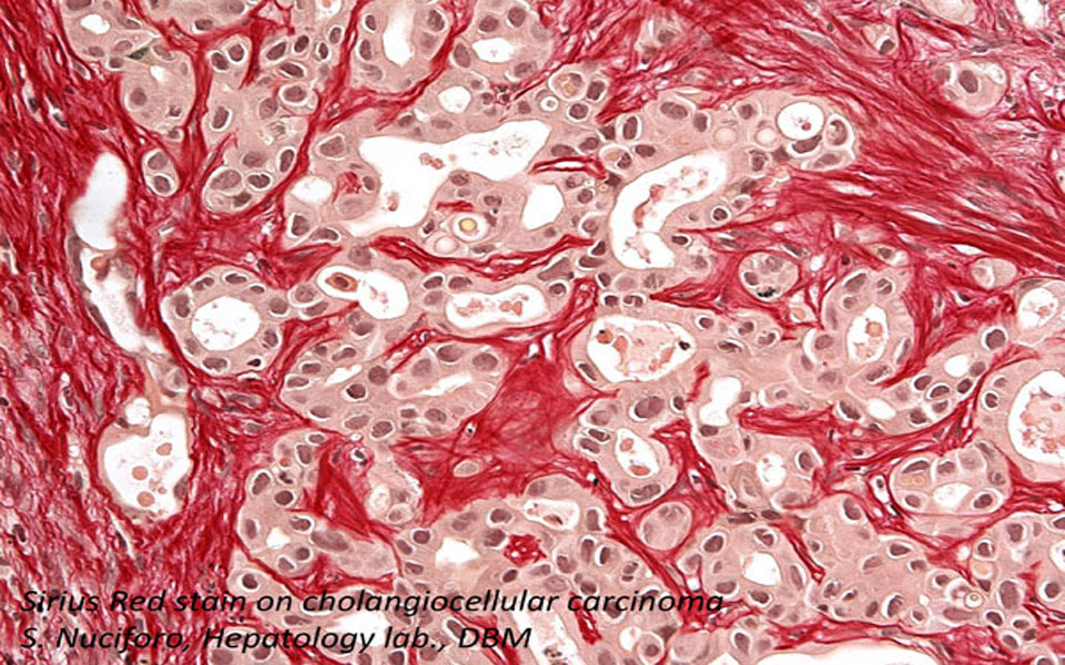 Histology | Department of Biomedicine