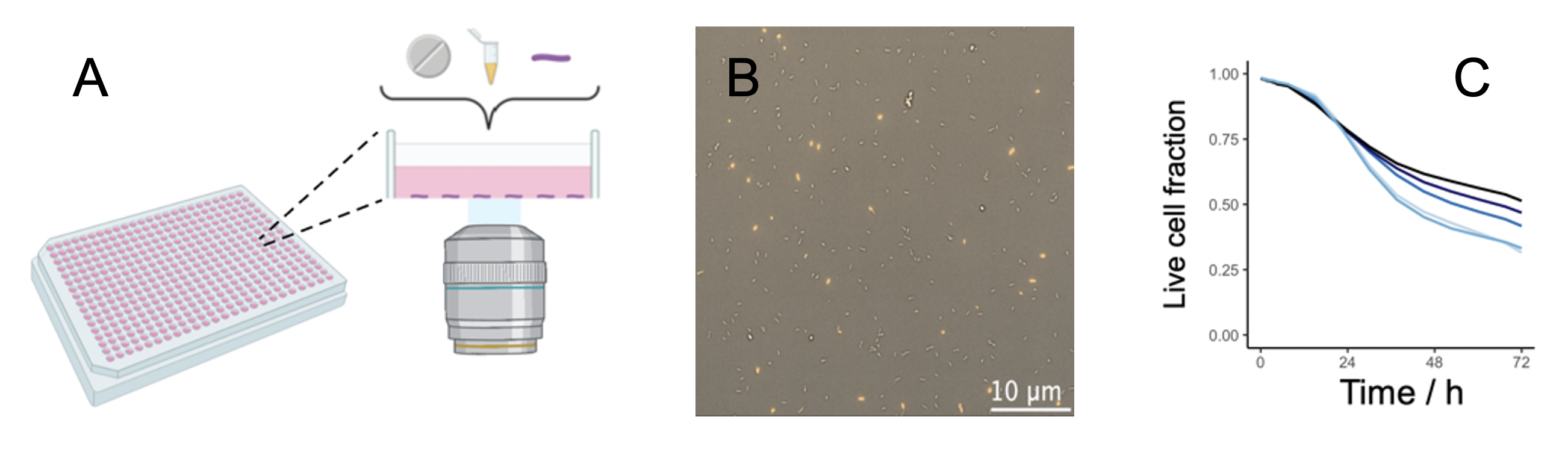 Boeck Lab | Department of Biomedicine